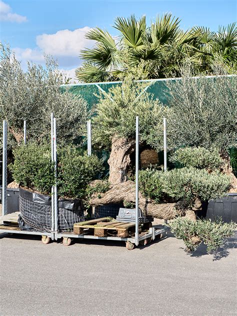 Olea Europaea Contrast