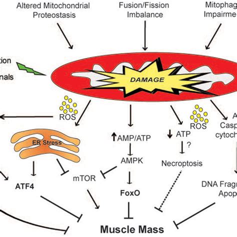 Pdf Mitochondrial Quality Control And Muscle Mass Maintenance