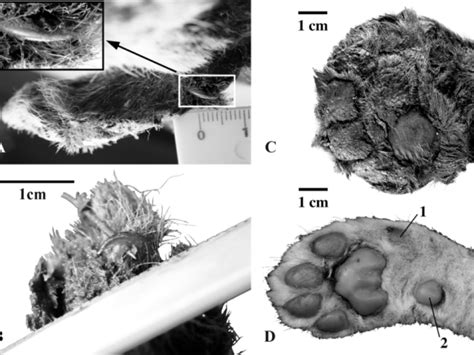Scientists Find A 35000 Year Old Saber Toothed Kitten In The Siberian