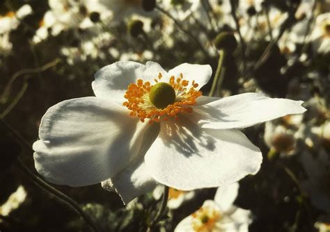 Download White Anemone Flower Wallpaper