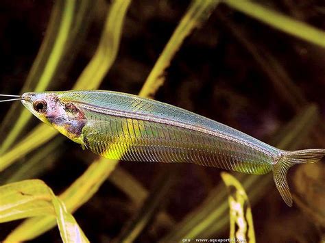 Le Silure De Verre Indien Kryptopterus Bicirrhis