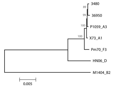 Phylogenetic Comparison Of The Capsule Biosynthesis Cap