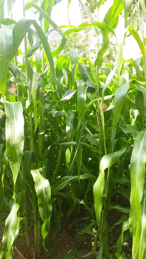Cornfield Day 90 The Corn Place Rcorn