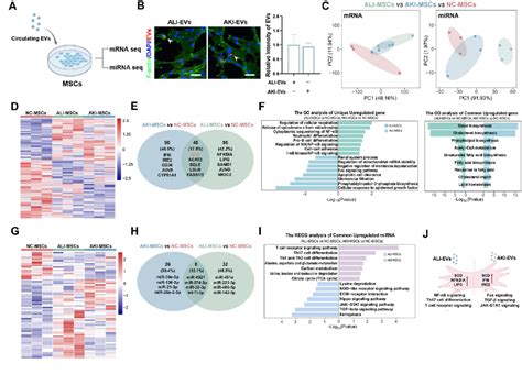 Figure 3 From Disease Derived Circulating Extracellular Vesicle Preconditioning A Promising