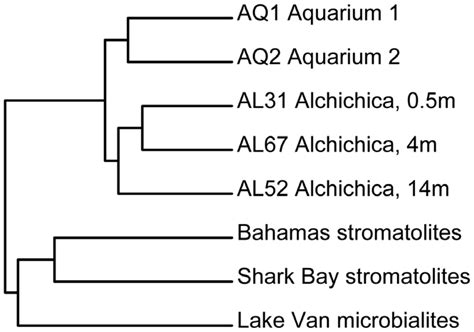 Hierarchical Clustering Analysis Upgma Of Bacterial Communities