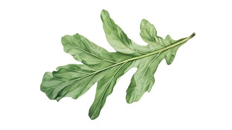 Green Rocket Leaf Isolated On White Background Premium Ai Generated Image