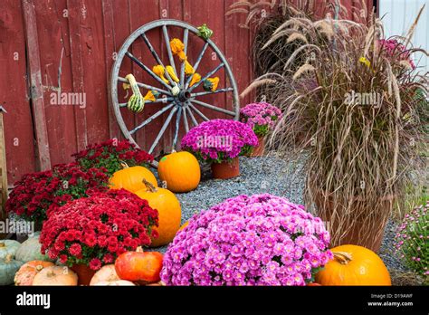 Fall Mums And Pumpkins How To Fall Pumpkin Planters 17 Apart