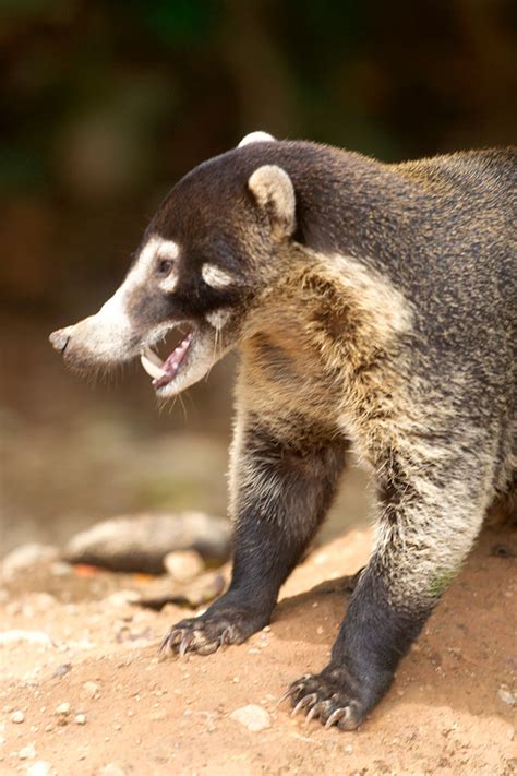 Costa Rica Coatis Big Teeth Costa Rica