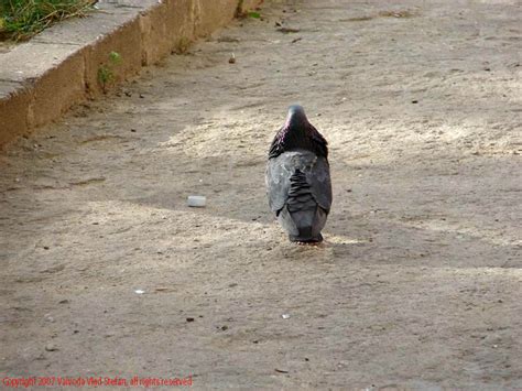 Vaivoda Vlad Fotografii Din Deva Si Cetatea Devei Judetul Hunedoara Realizate In Anul 2007