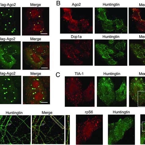 Isolation Of Flag Tagged Wt 25q And Polyq Expanded 97q Htt Protein Download Scientific
