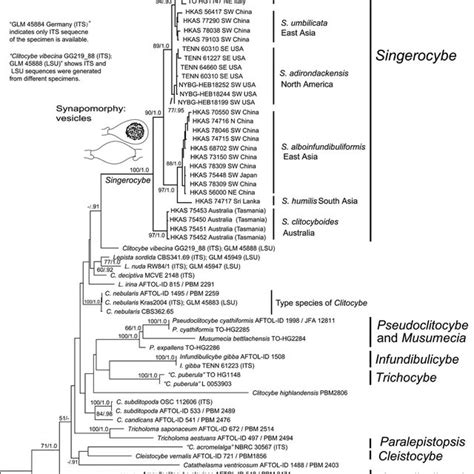 Ml Tree Of The Concatenated Its And Nrlsu Alignment A Synapomorphy Of