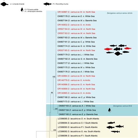 tree inferred using the ml method based on the cox1 gene sequences