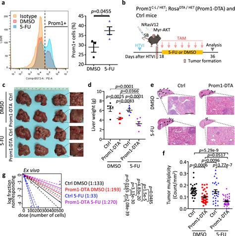 5 Fluorouracil 5 Fu Chemotherapy In Vivo Enrich For A Cd133prom1