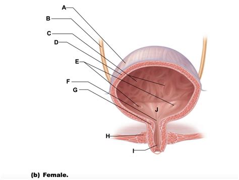Female Bladder Diagram Quizlet