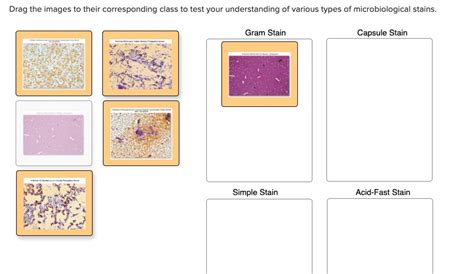 Drag The Images To Their Corresponding Class To Test Your Understanding