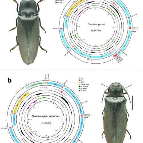 Secondary Structures Of Trna Genes In The Mitogenome Of Sinelater Download Scientific Diagram