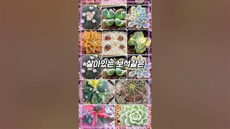 살아있는 보석같은 다육이 다육식물 다육 다육이들 반려식물 Plants 선인장 투구금 난봉옥 부르게리 코노피튬