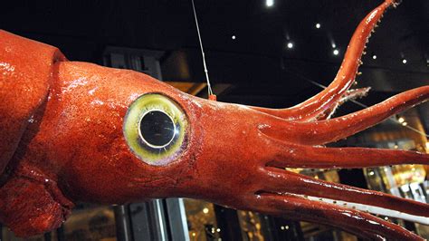 Who Or What Has The Largest Eyes In The World Gunners And Ali Alis
