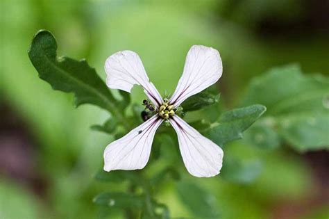 How And When To Harvest Arugula Gardeners Path
