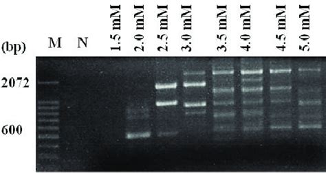 Optimization Of Rapd Pcr Parameters With Eight Mgcl2 Concentrations