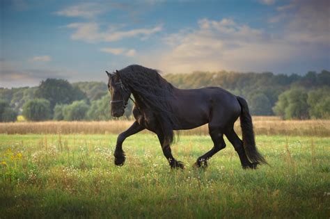 Le Superbe Cheval Frison Origine Et Caracteristiques