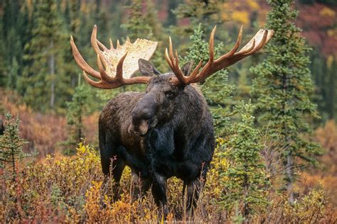 Alaska Wildlife Photo Gallery