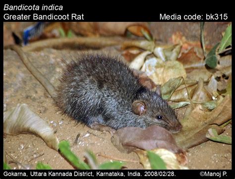 Bandicota Indica Bechstein 1800 Greater Bandicoot Rat Mammals