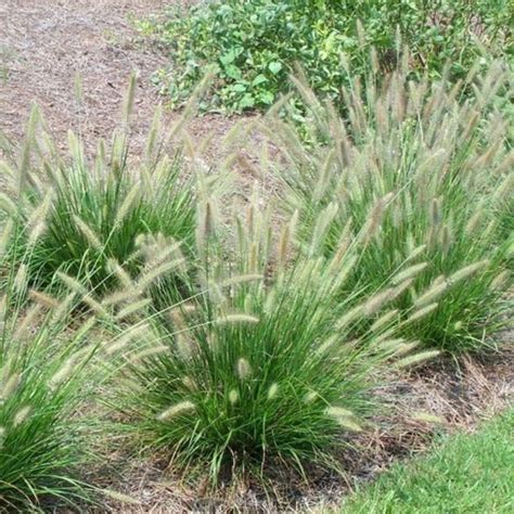 Dwarf Grasses For Landscaping