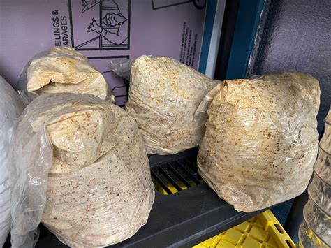 Chick Of The Woods Experiment Rexperimyco