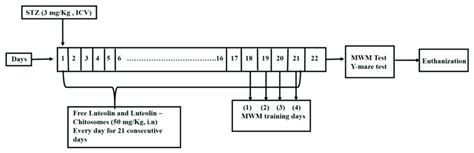 A Schematic Representation For The Experimental Design Download Scientific Diagram