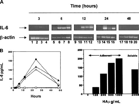 Kinetics Of Il 6 Gene Expression And Protein Production After Cd44