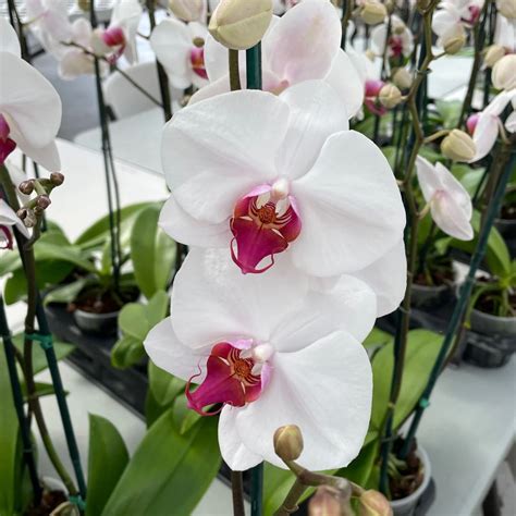 Phalaenopsis Orchid Plant Splendid Medium Stage