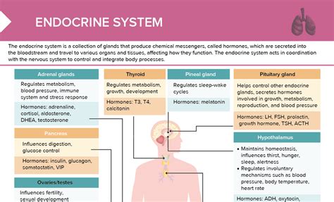 Endocrine System [ Free Cheat Sheet] Lecturio Nursing