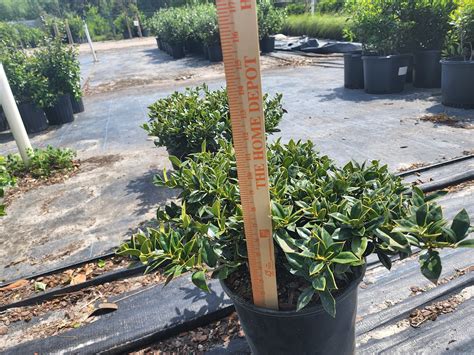 Carissa Holly Savannahs Landscaping Services