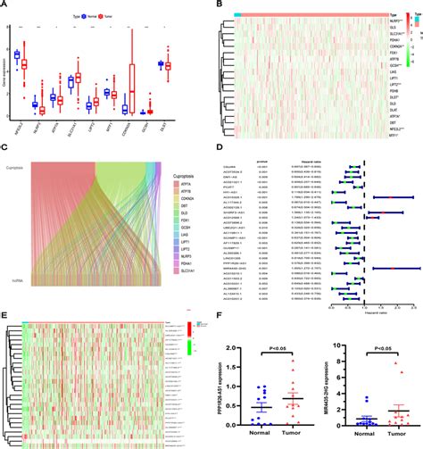 Identification Of Cuproptosis Related Lncrnas In Bc A Differential Download Scientific