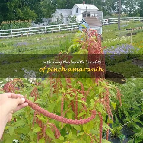Understanding Pinch Amaranth Definition Uses And Benefits Shuncy