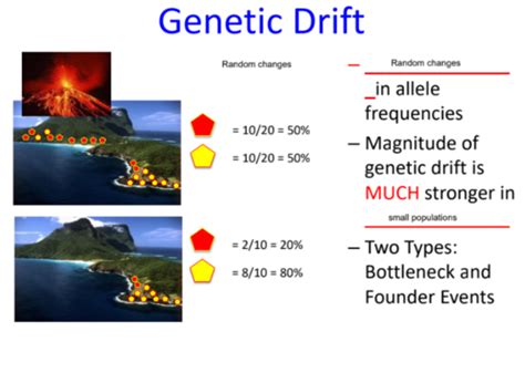 Evolution And Classification And Phylogenies Flashcards Quizlet