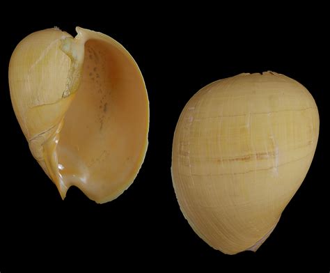 Melo Tesselata Malacology