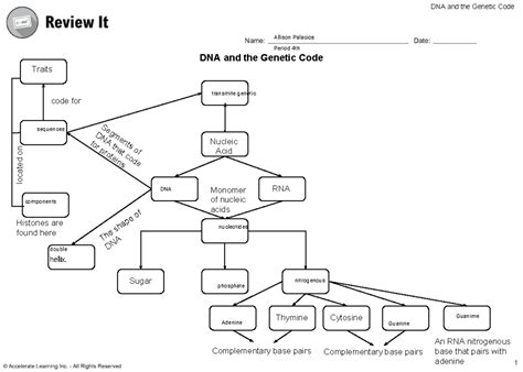 Dna The Genetic Code Handout Dna And The Genetic Code Traits Rna Nucleic Acid Cytosine