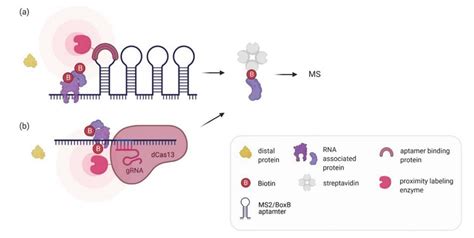 Biotinylated Rna Boc Sciences