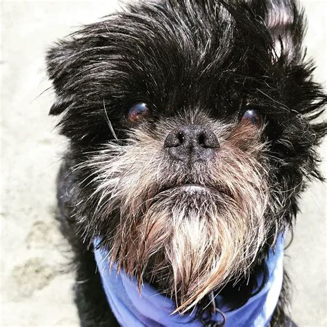 10 Dog Breeds With Beards