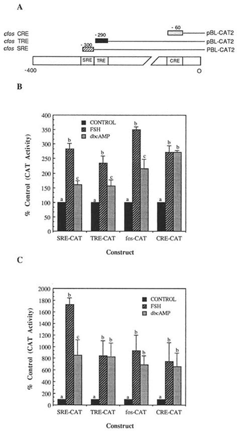 A Schematic Representation Of The C Fos Promoter And The Location Of