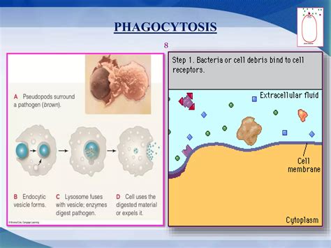 Receptor Mediated Endocytosis Pptx