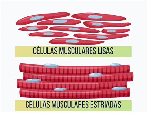 Células Del Cuerpo Humano CÉlulas Musculares