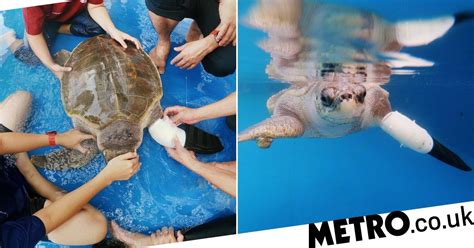 Three Limbed Turtle Given Prosthetic Flipper To Help Her Swim Metro News
