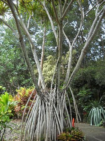 My Aunt S Tree NSFW R Pics