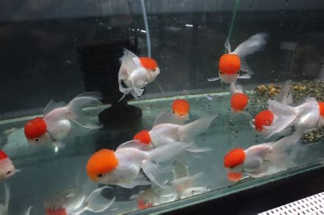 오란다 금붕어 밥 먹이 급여 및 부레병 원인 네이버 블로그