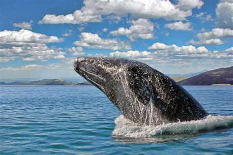 Sonoma County Has The Best Whale Watching In The Us