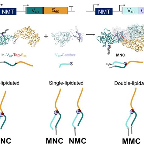 Synthesis And Nomenclature Of Miktoarm Star Amphiphiles A Download Scientific Diagram