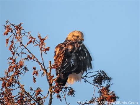 Sax Zim Bog Raptors 365 Days Of Birds